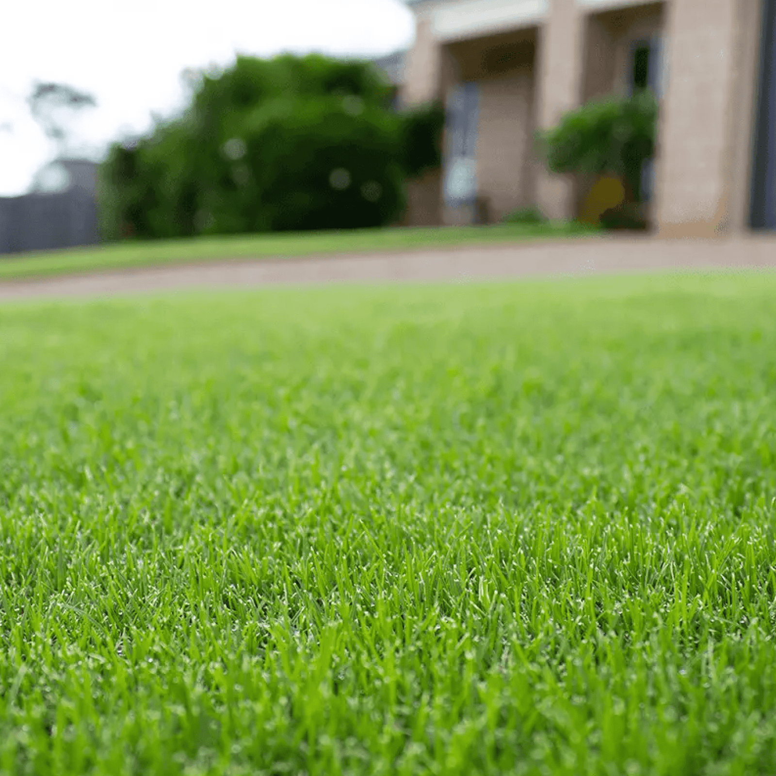TifTuf Hybrid Bermuda – Go Turf Australia